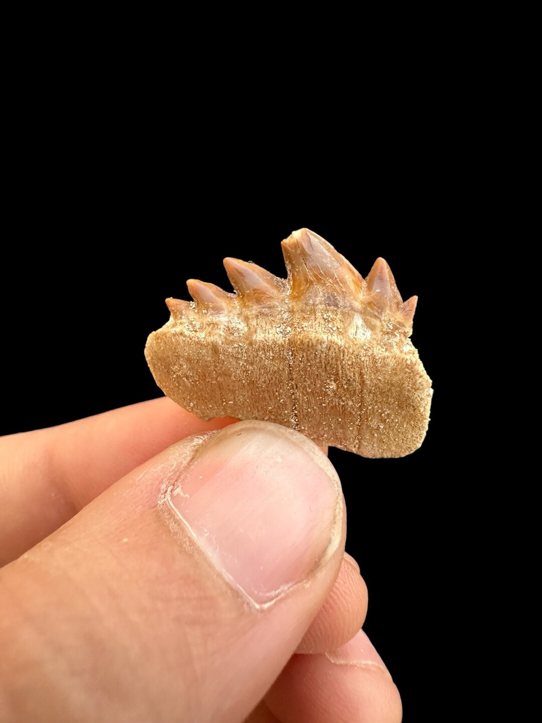 Awesome Cow Shark Tooth Fossil, Museum Quality Hexanchus Tooth ...