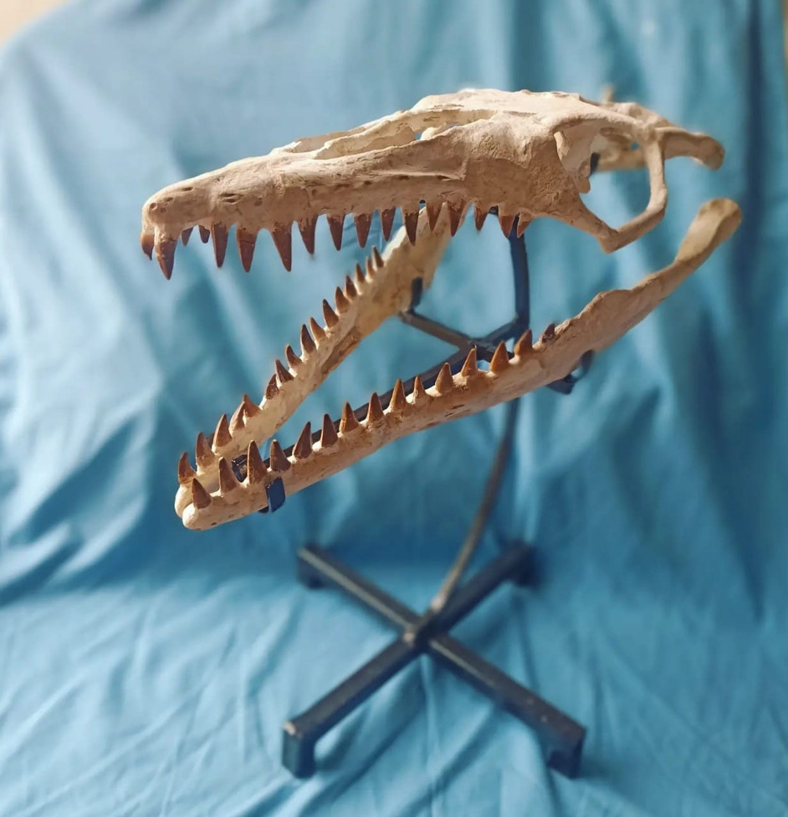 Great Quality Mosasaur Skull - Mosasaurus Beaugei - Dinosaur Skull ...