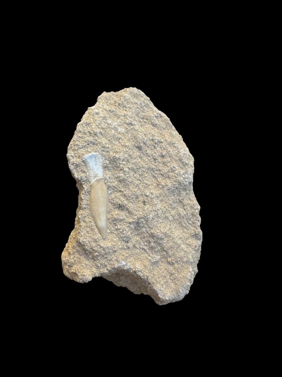Tooth Fossil in Matrix From Morocco- Exceptional Sawfish Tooth Fossil ...