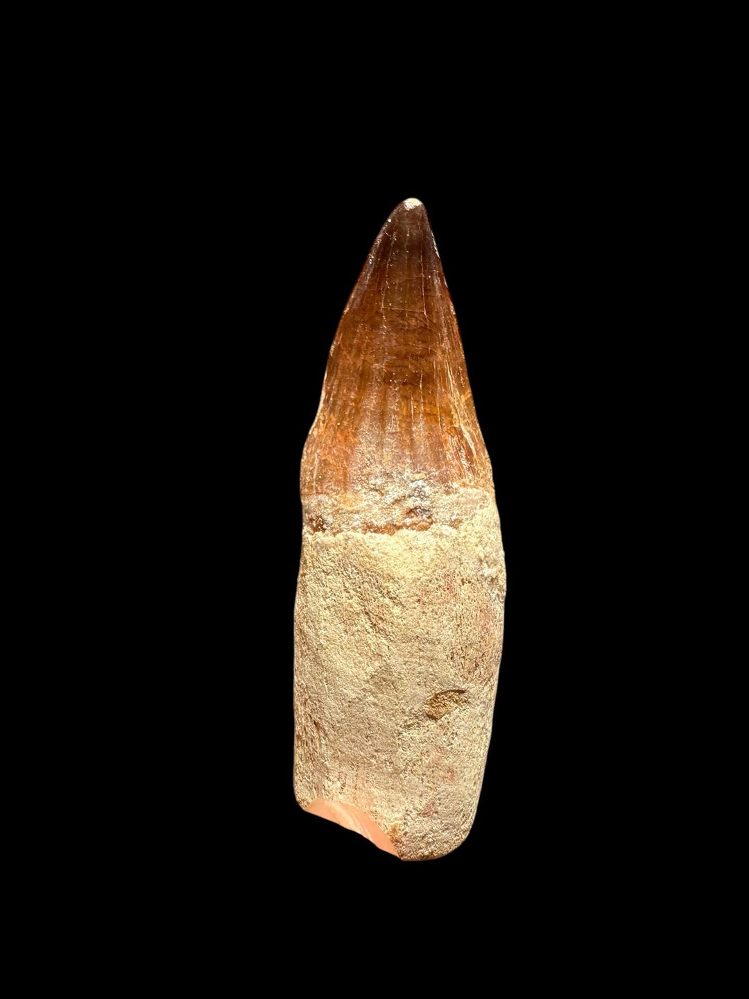 Great Rooted Mosasaurus Tooth in Its Root From Morocco, Fossilized Dino ...