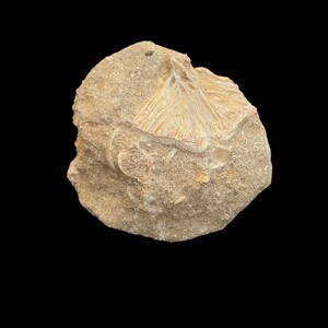 1.9 Fossil Fish enchodus Hypural Bone in Matrix tailbone From ...