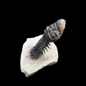 Gorgeous Flying Trilobite Fossil From Morocco: A Piece of Natural ...