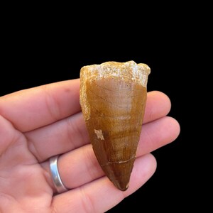Great Mosasaur Tooth Large Marine Dinosaur Mosasaurs Real Fossil From ...