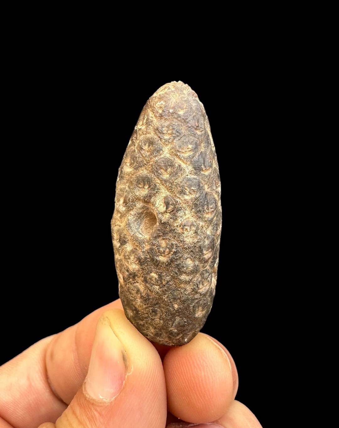 Stunning Moroccan Pine Cone Fossil A Piece of Prehistoric Nature ...