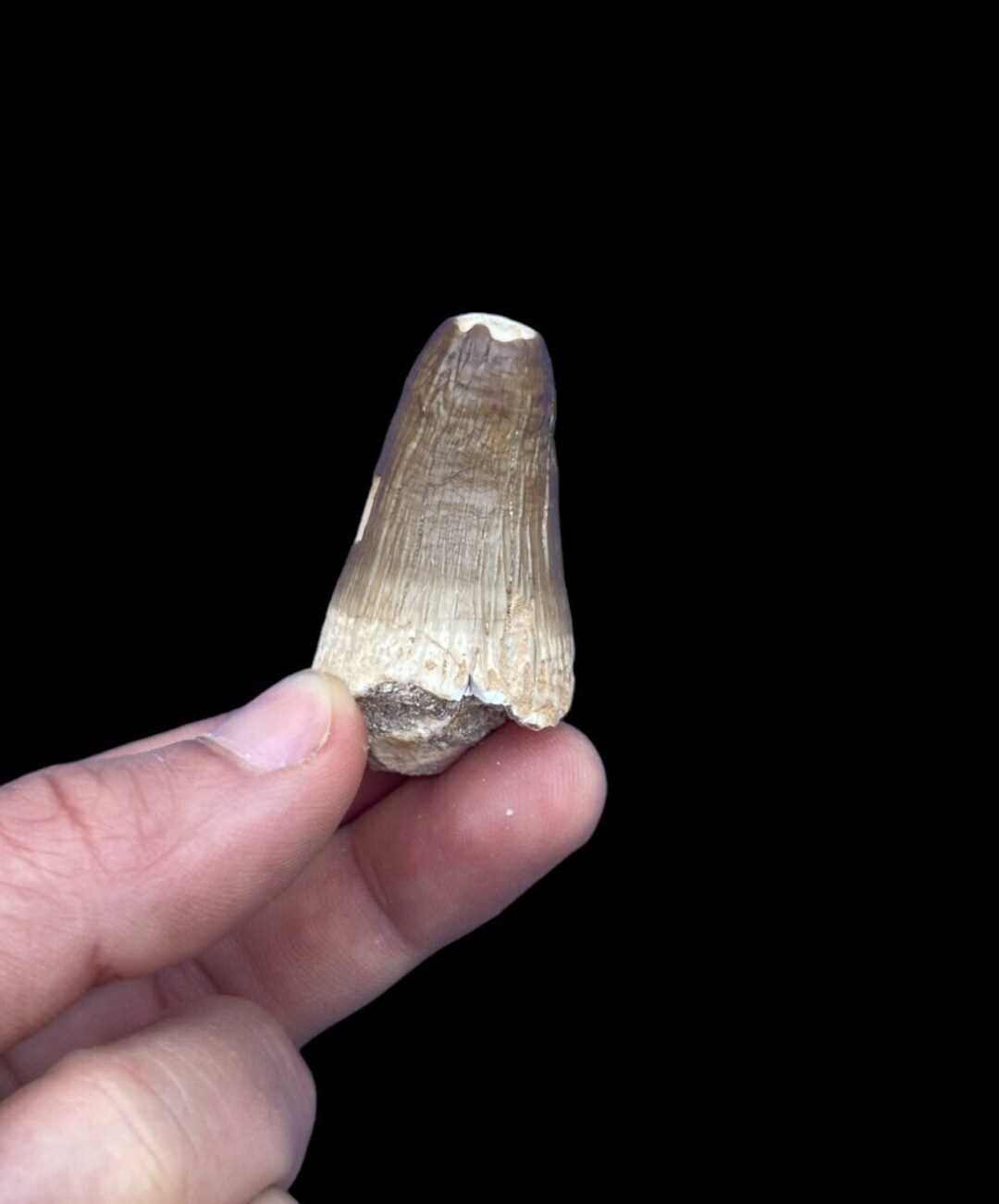 Gorgeous Crocodile Tooth Fossil: A Rare Find Genuine - Etsy