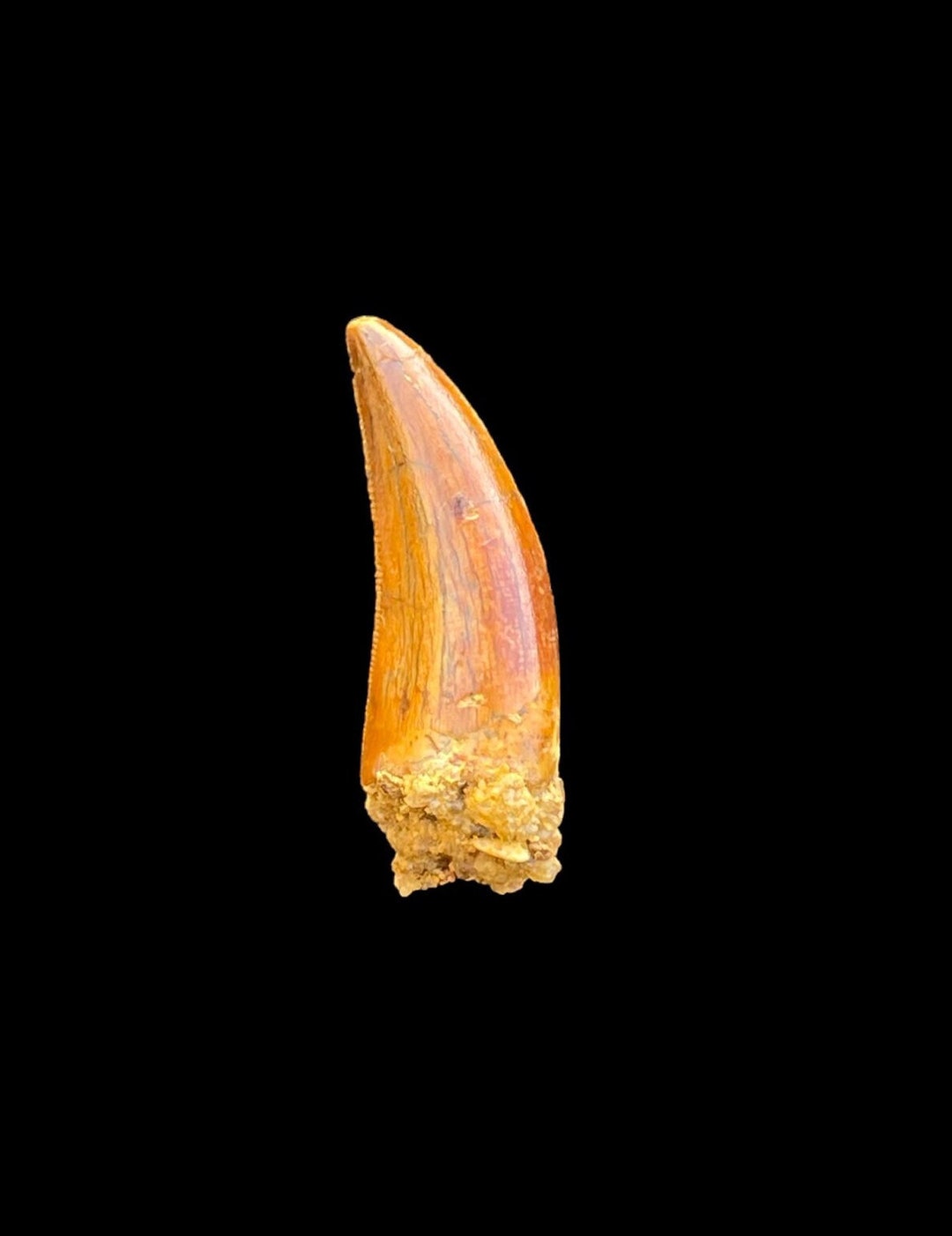 Awesome T-rex Tooth Carcharodontosaurus Tooth Dinosaur Tooth - Etsy