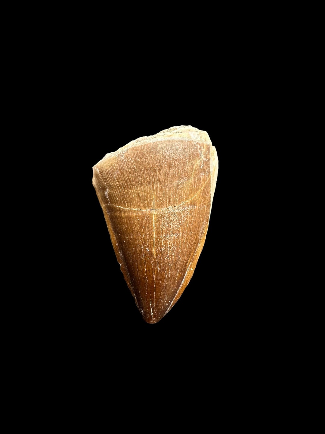 Fascinating Mosasaurus Tooth From Morocco: Mosasaurus Predator Tooth ...