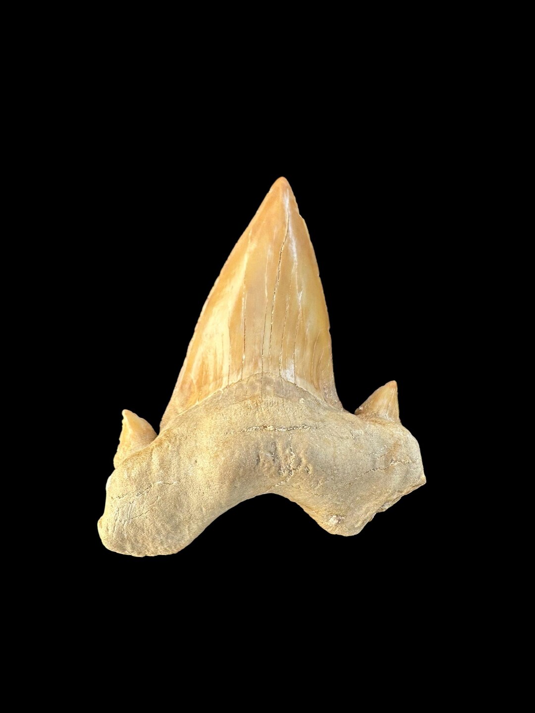 Otodus Obliquus Shark Tooth Fossil – 60-million-year-old Moroccan Find ...