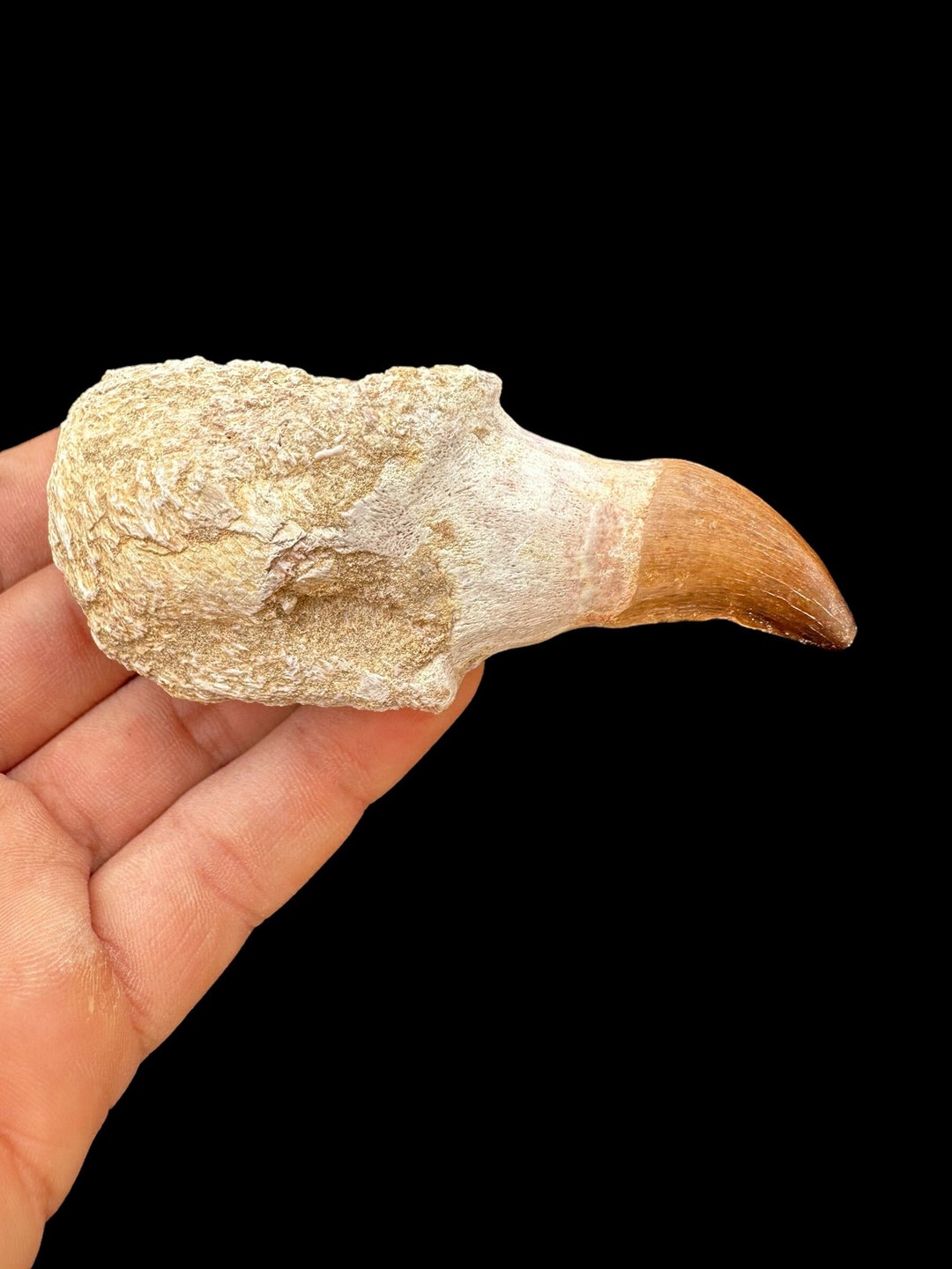 A Great Mosasaurus Tooth in Its Root From Morocco, Fossilized Dino ...