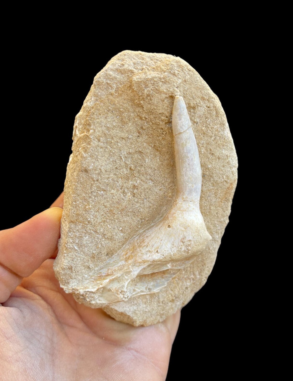 Prehistoric Treasure: Authentic Rooted Enchodus Tooth for - Etsy