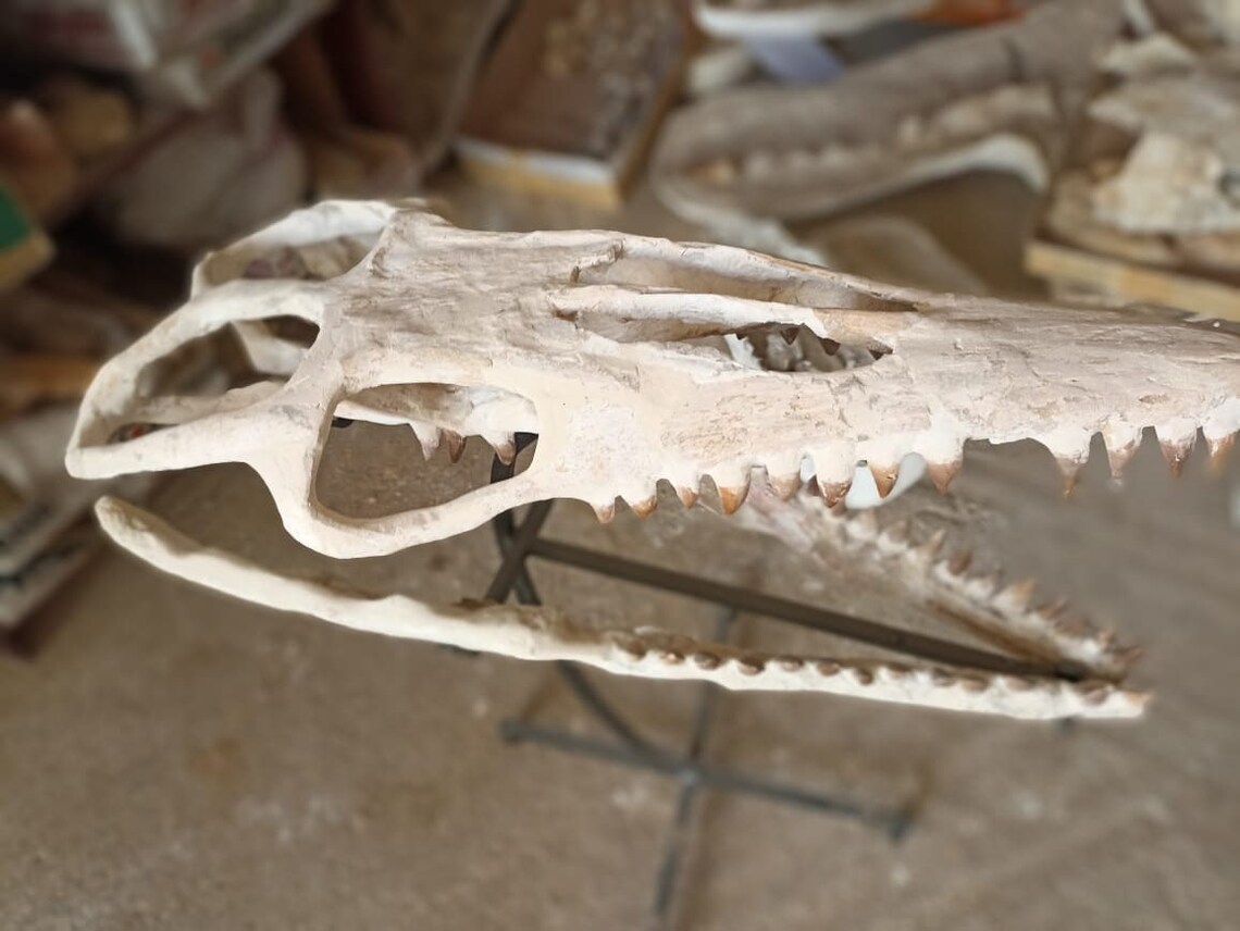 Great Quality Mosasaur Skull Mosasaurus Beaugei Dinosaur - Etsy