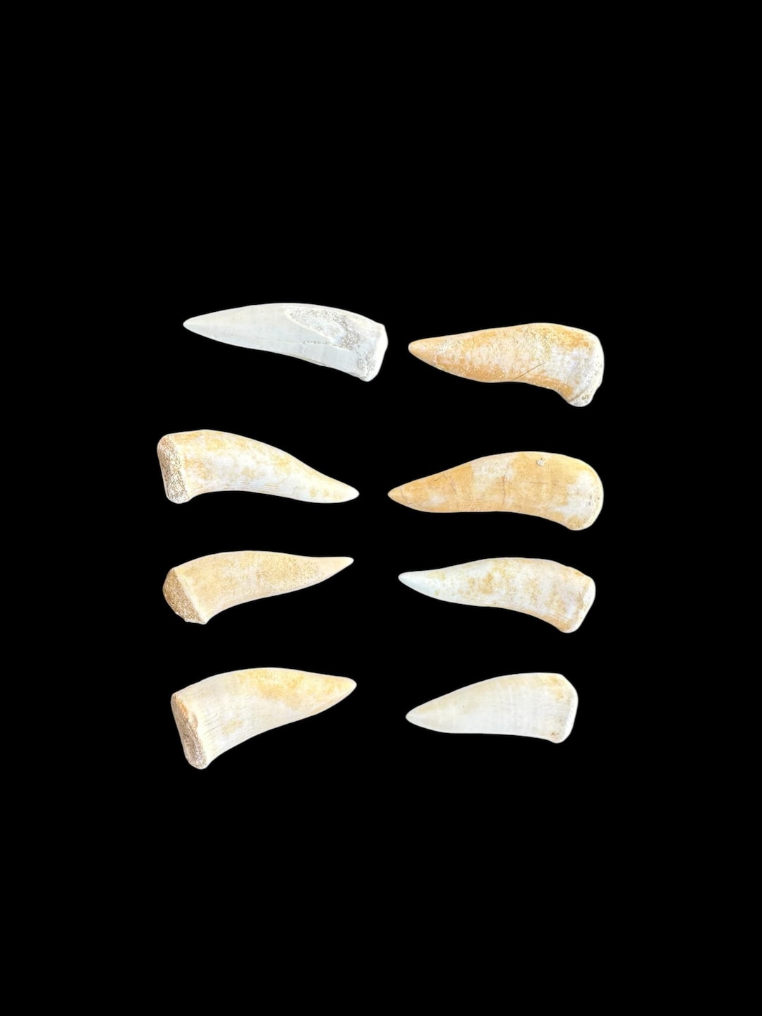 8 Enchodus Fang Teeth – Rare Cretaceous Fish Fossils From Youssoufia ...