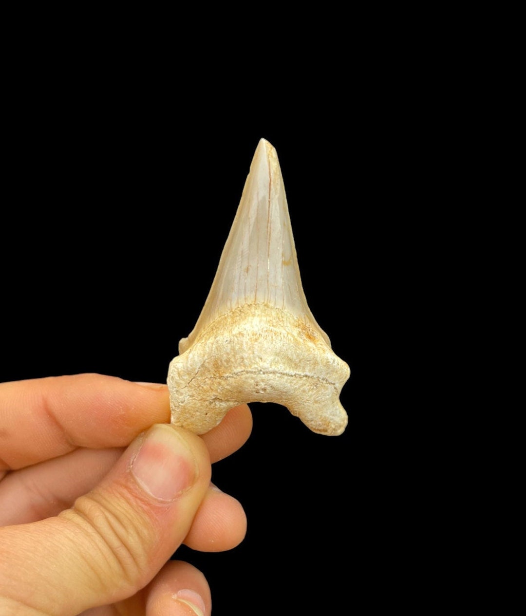 Rare and Impressive: Otodus Obliquus Tooth With Embedded Cusps A Must ...