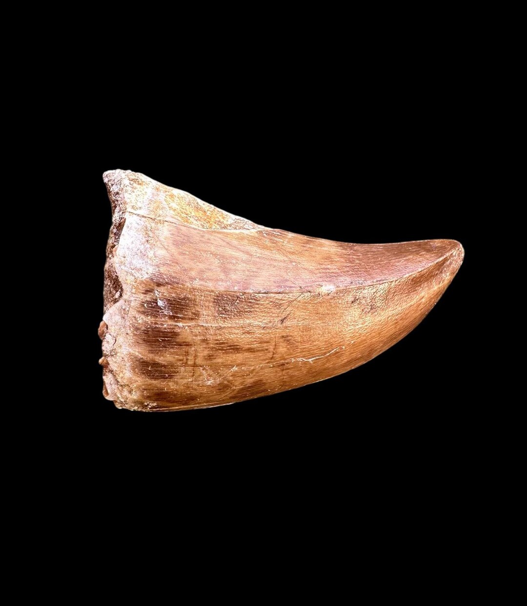 Fossil Mosasaurus Tooth Iconic Marine Predator Relic Big Dinosaur Tooth ...
