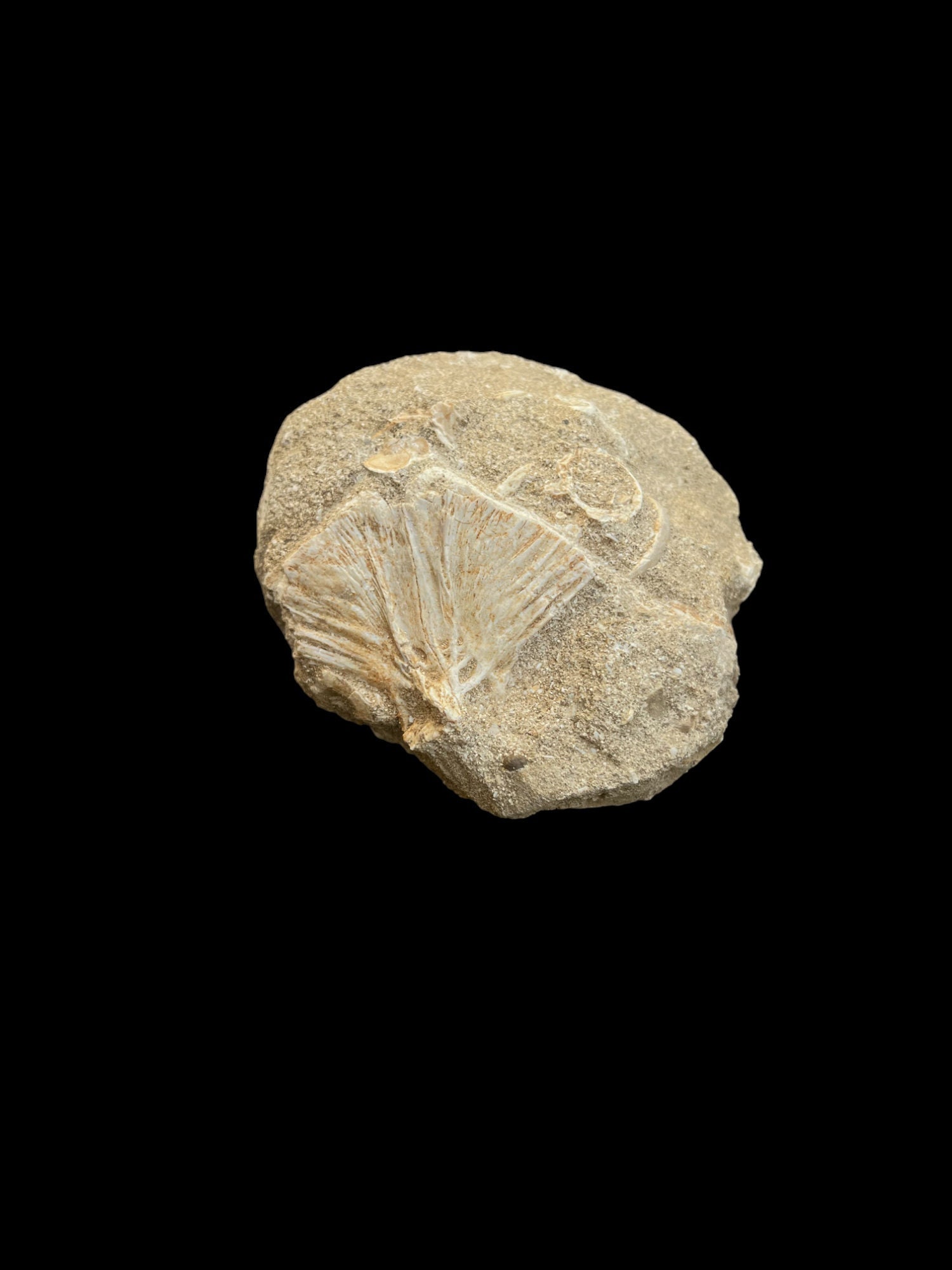 1.9 Fossil Fish enchodus Hypural Bone in Matrix - Etsy