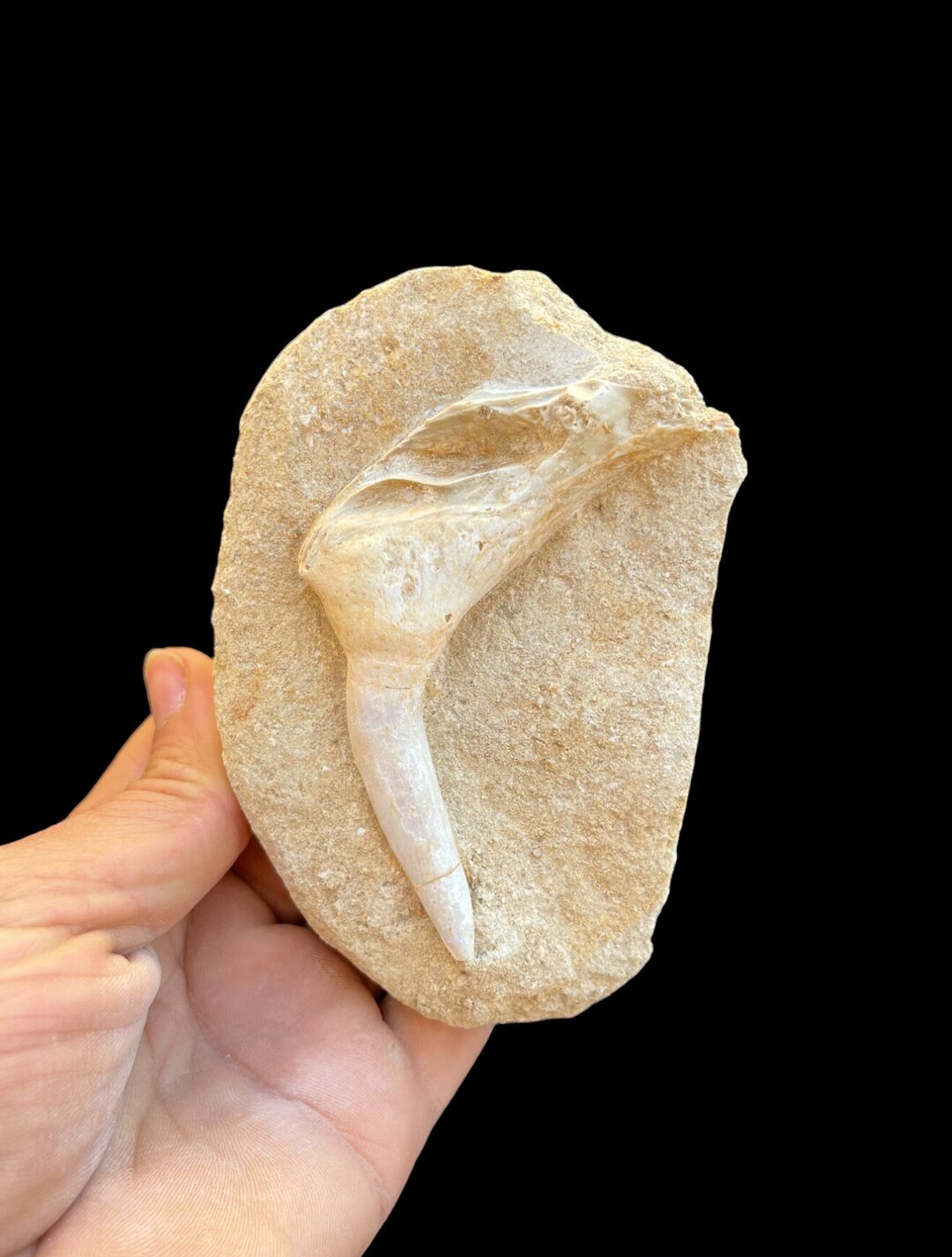 Prehistoric Treasure: Authentic Rooted Enchodus Tooth for Collectors ...