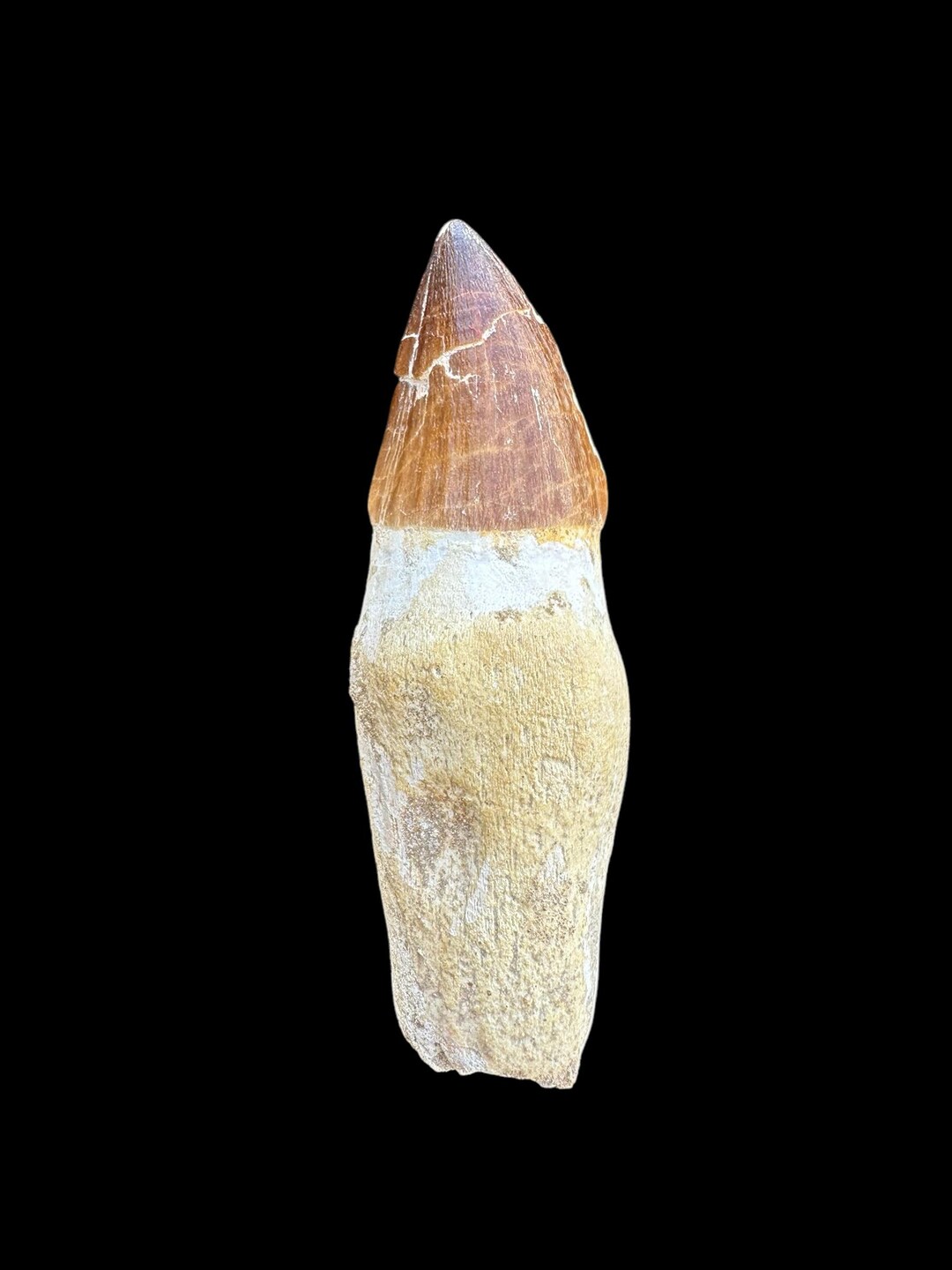 Huge Mosasaurus Tooth in Its Root From Morocco, Fossilized Dino Tooth ...