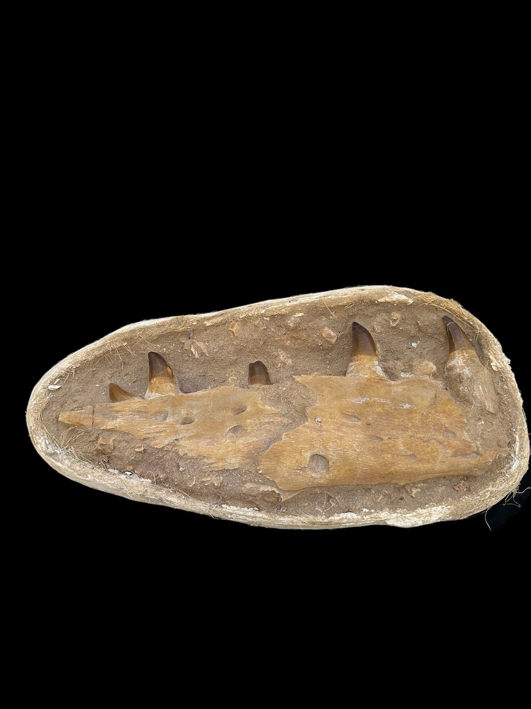 Authentic Mosasaurus Jaw Fossil in Matrix - Khouribga, Morocco ...