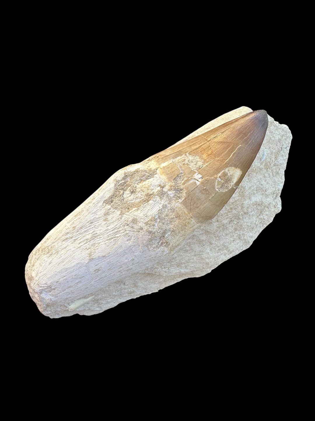 Big Rooted Mosasaurus Tooth in Its Root From Morocco, Fossilized Dino ...
