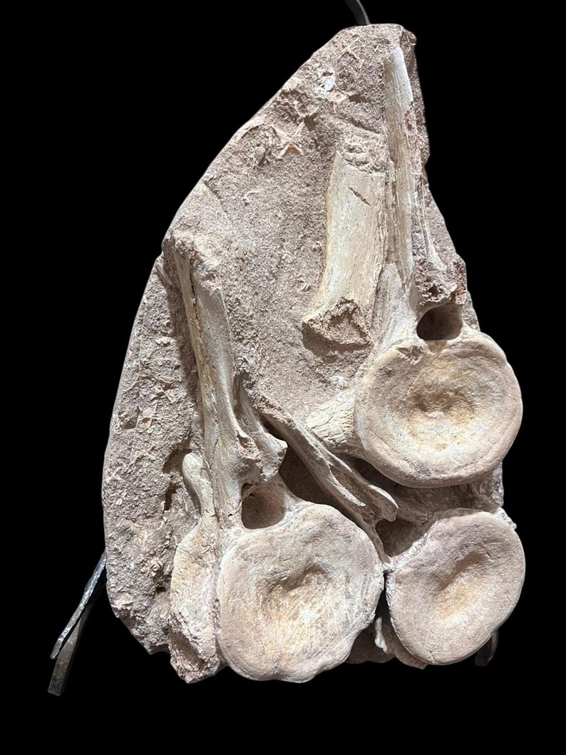 Triple Plesiosaurus Vertebrae Fossil - Prehistoric Marine Reptile - Big ...
