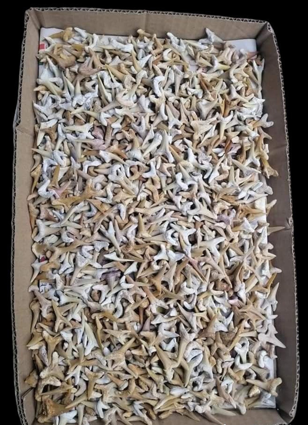 Bulk of Tiger Shark Teeth Odentaspis Shark Teeth From Morocco - Etsy