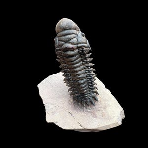Gorgeous Flying Trilobite Fossil From Morocco: A Piece of Natural ...