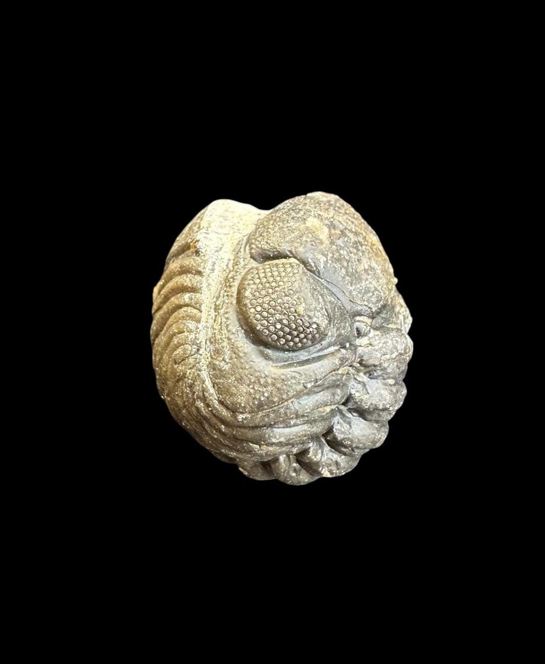 Sweet Rolled Phacops Trilobite Fossil – Authentic Devonian Era Specimen ...