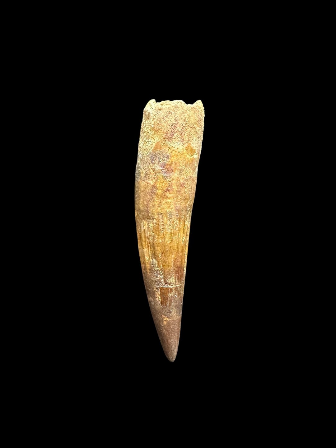 Rare Spinosaurus Tooth Fossil – Cretaceous Icon – Morocco Discovery ...