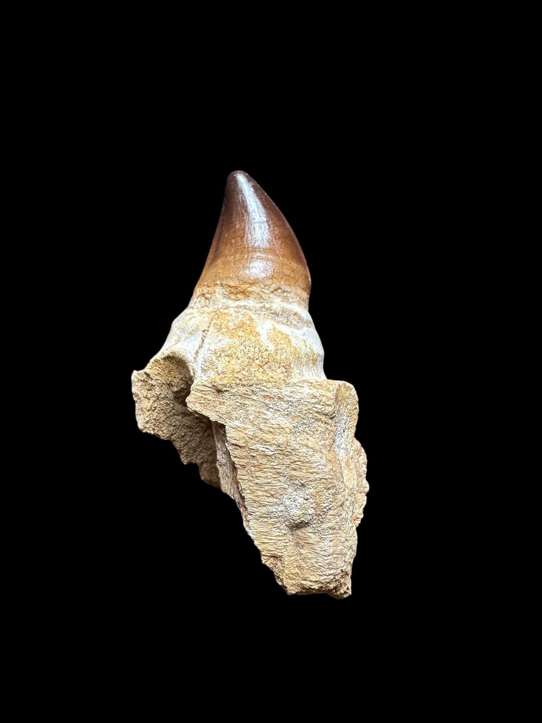 Top Quality Rooted Mosasaurus Tooth in Its Root From Morocco ...