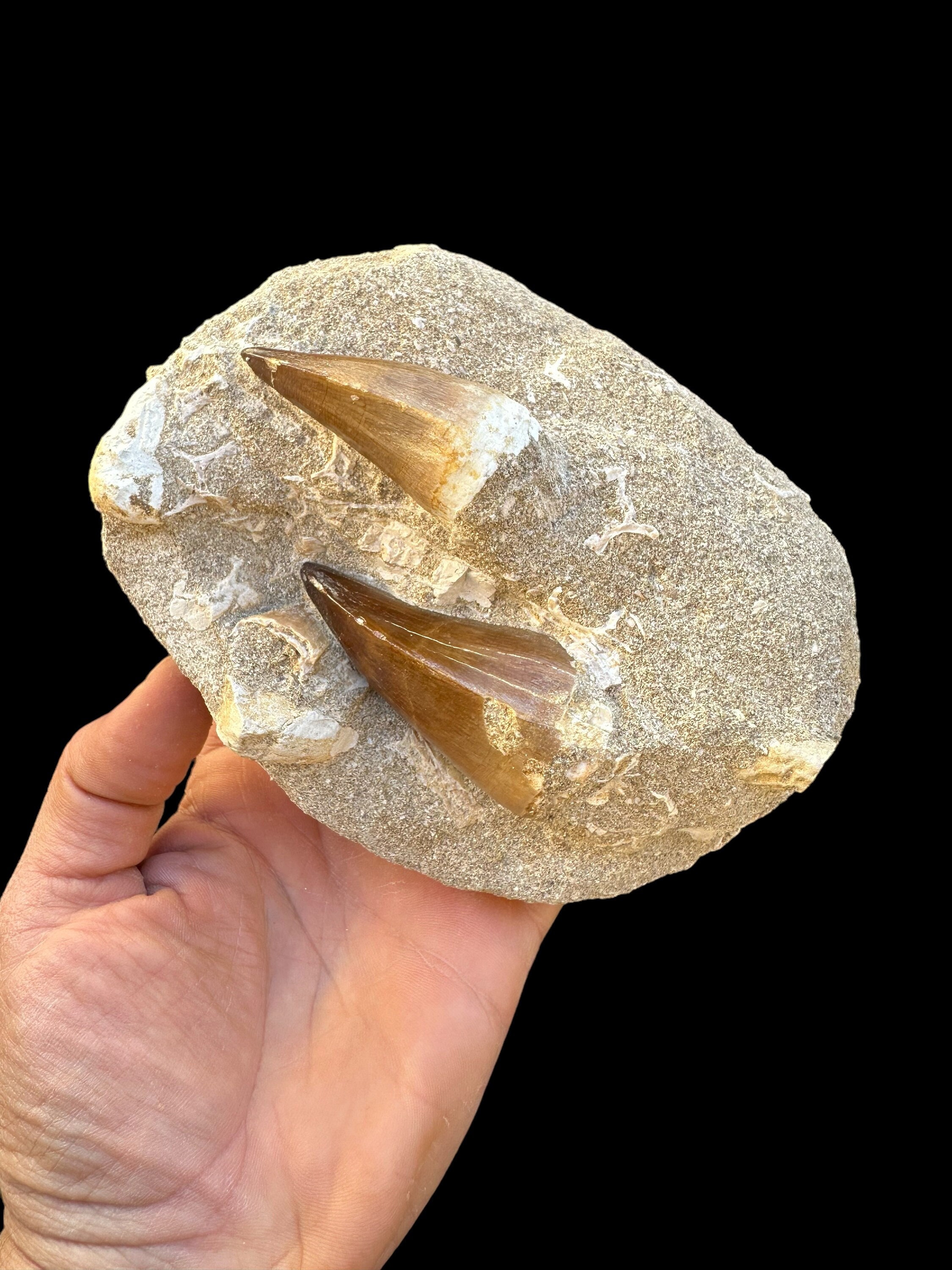 Two Associated Mosasaurus Teeth in Matrix Associated Teeth of - Etsy