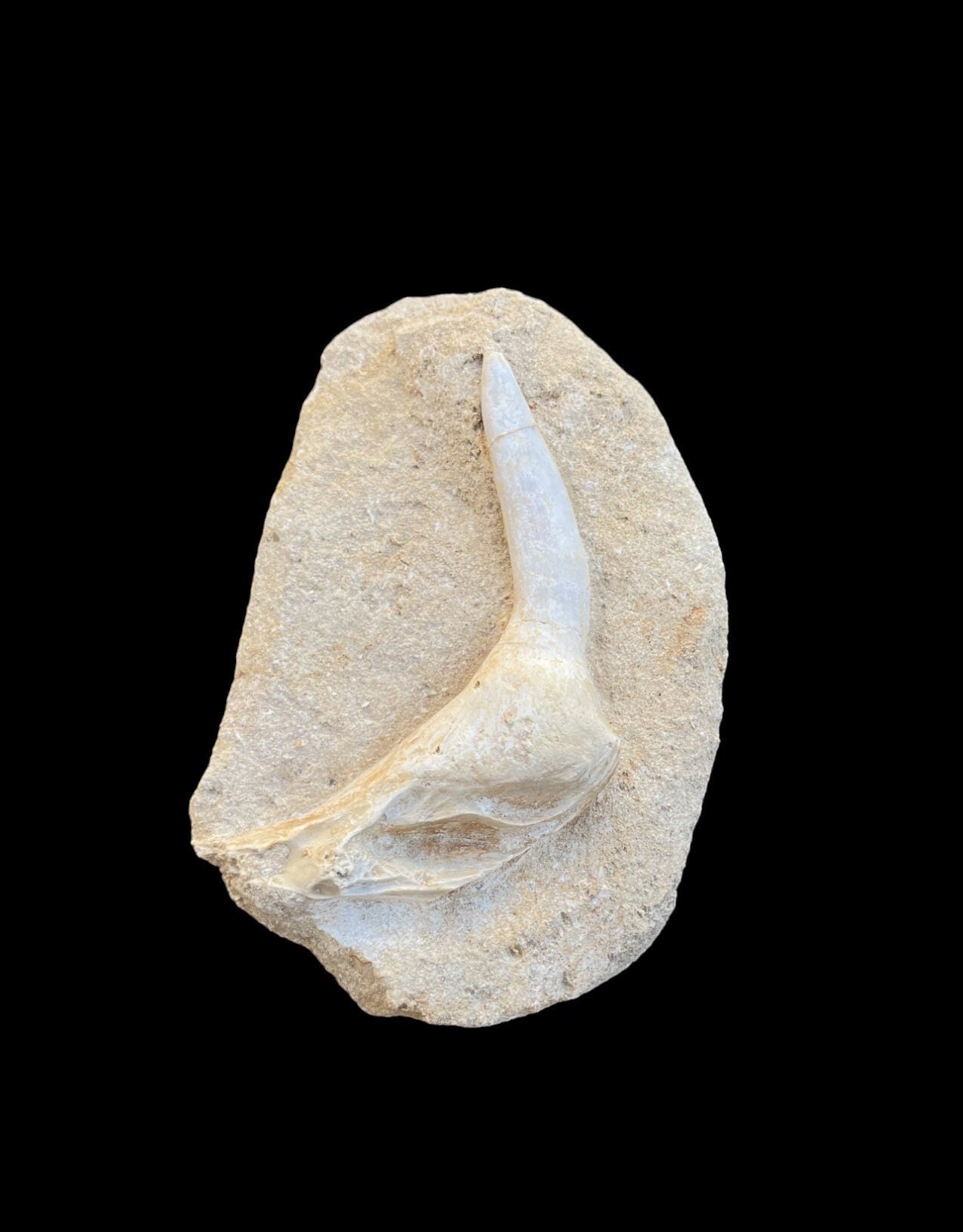 Prehistoric Treasure: Authentic Rooted Enchodus Tooth for - Etsy