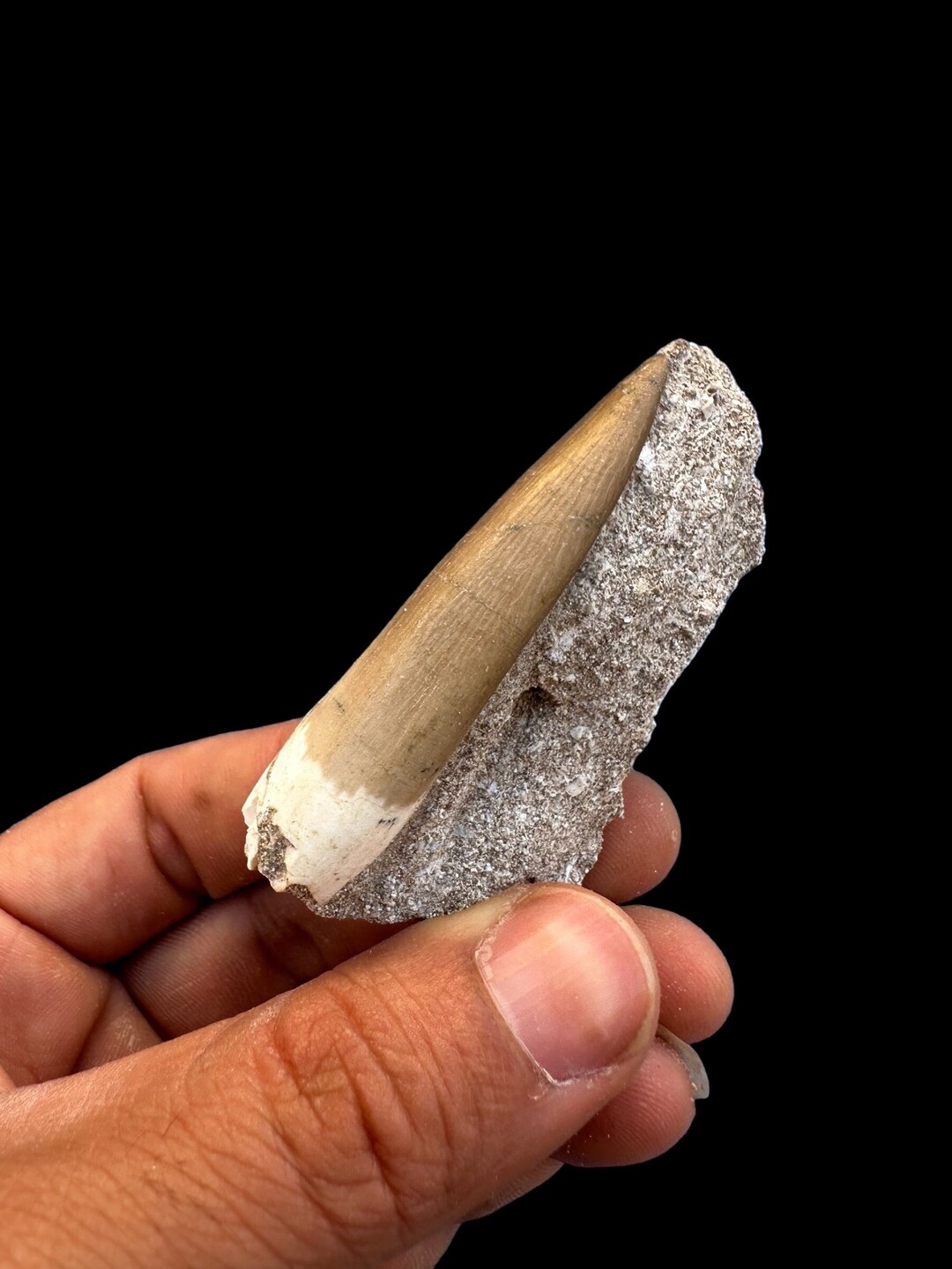 Plesiosaurus Tooth Fossil in Matrix - Beautifully Preserved Specimen ...