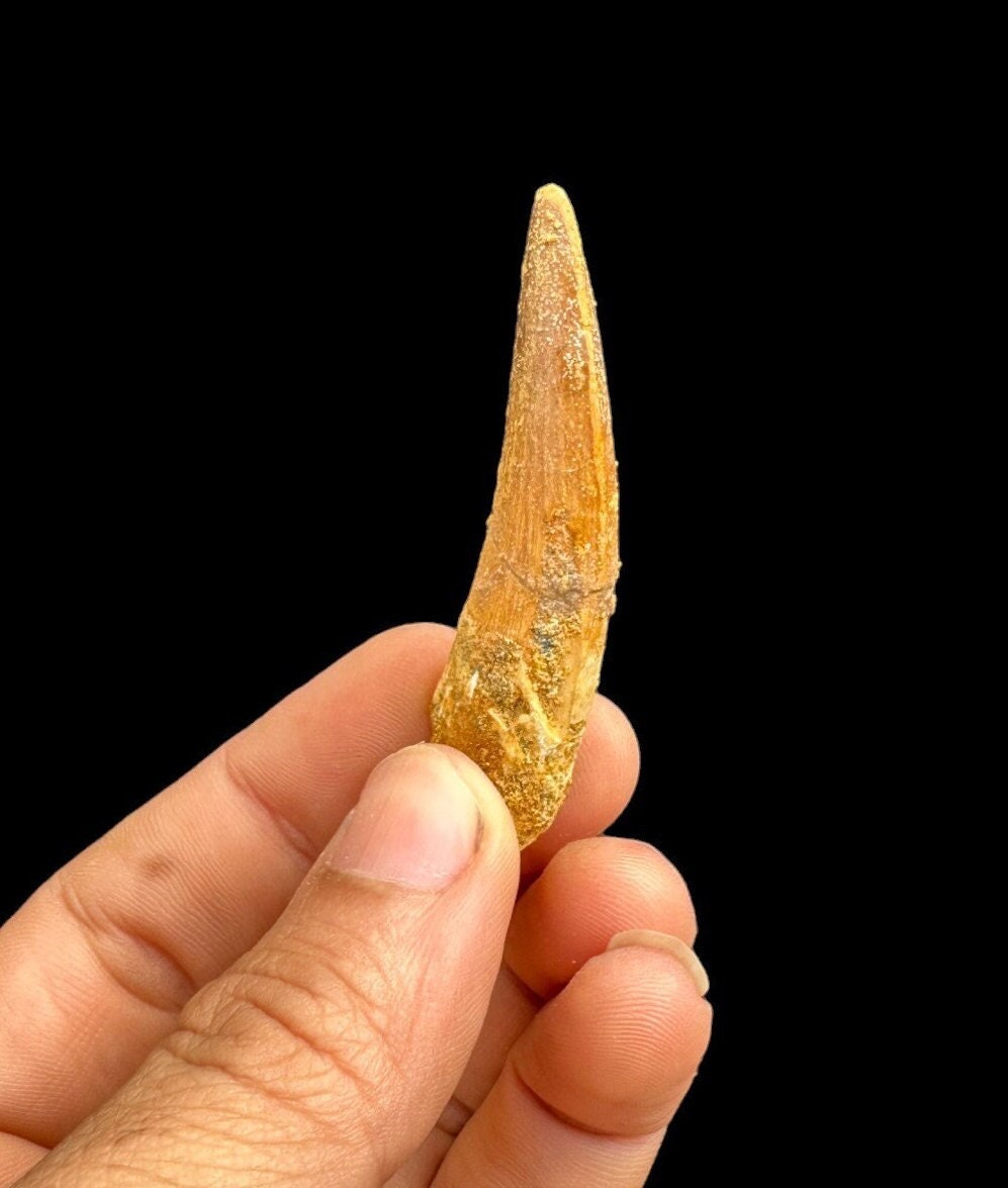 Perfect Spino Tooth Great Spinosaurus Tooth Cretaceous - Etsy
