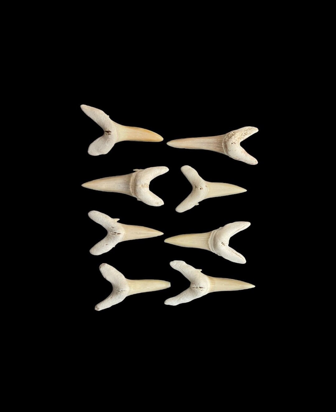 Collection of 8 Great Quality Sand Shark Teeth, Odentaspus Teeth, Big ...