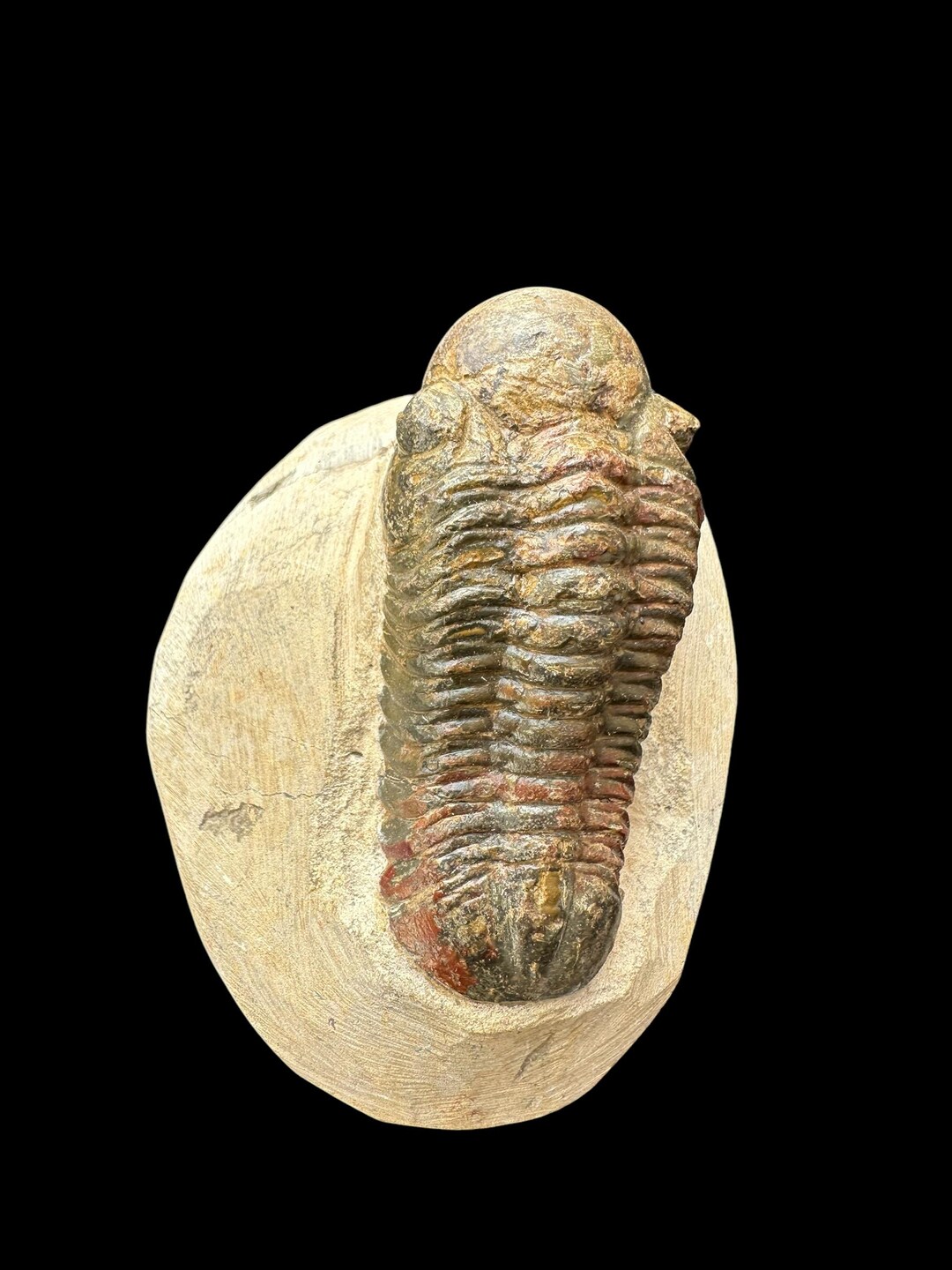 Fabulous Quality Reedops Trilobite Fossil - Devonian Trilobiten ...