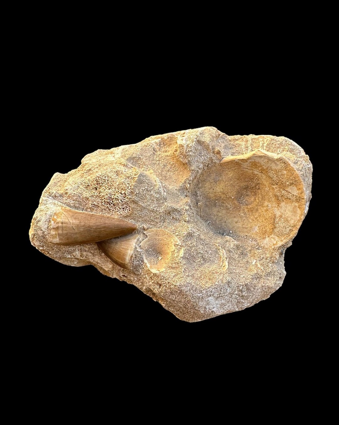 Rare Mosasaurus Teeth and Otodus Vertebrae Duo in Natural Matrix ...
