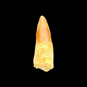 Gorgeous Spinosaurus Tooth, Cretaceous Dinosaur, 112 to 93.5 Million ...