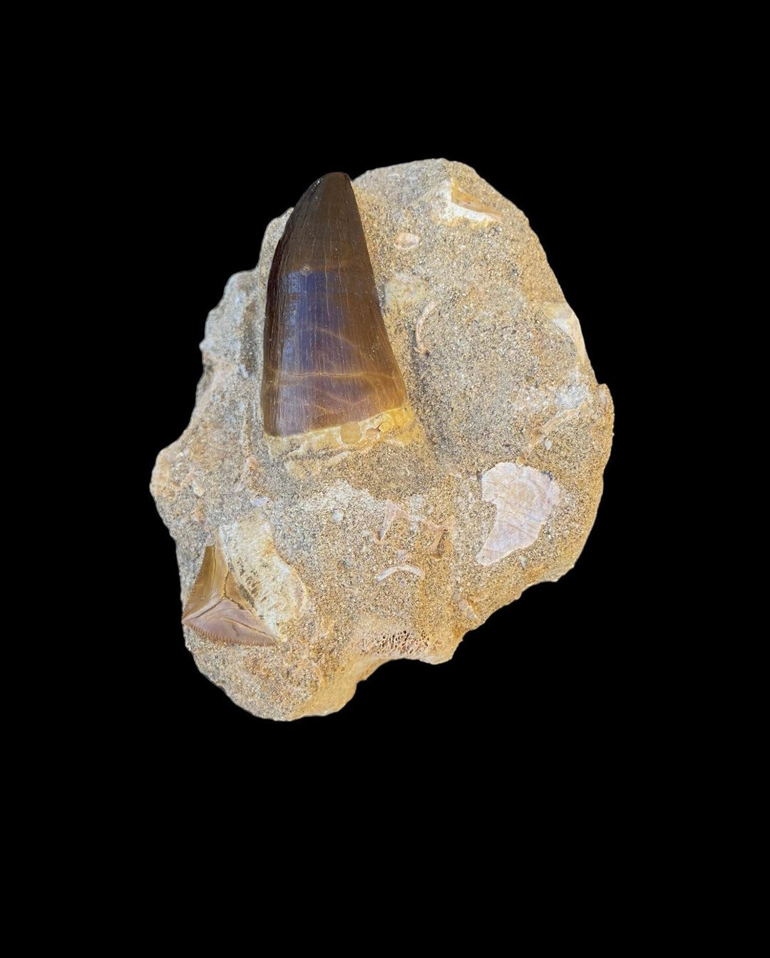 A Huge Mosasaurus Tooth in Its Root From Morocco, Fossilized Dino Tooth ...