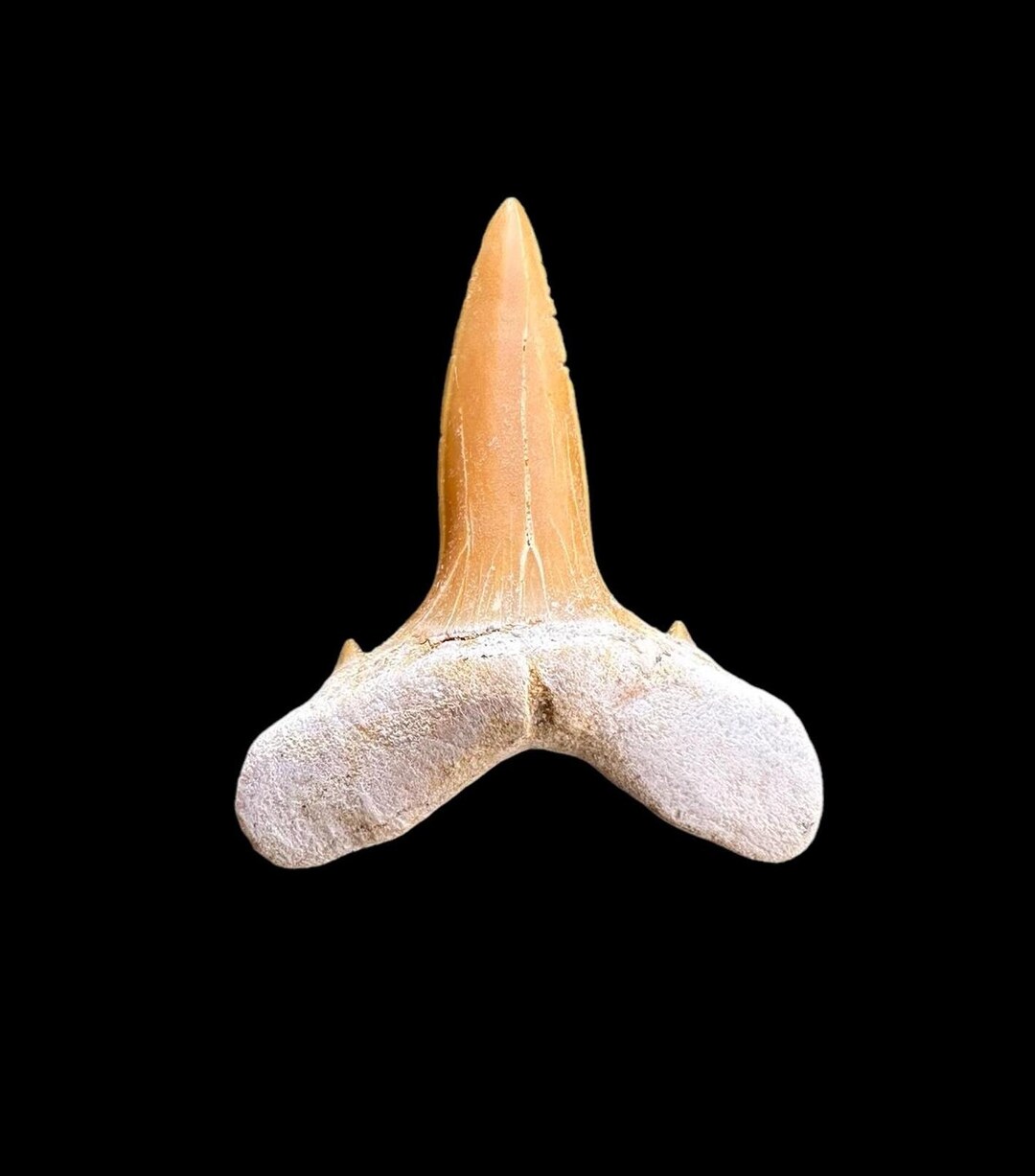 Goblin Shark (mitsukurina) Tooth Fossil - Moroccan Phosphate Basin ...