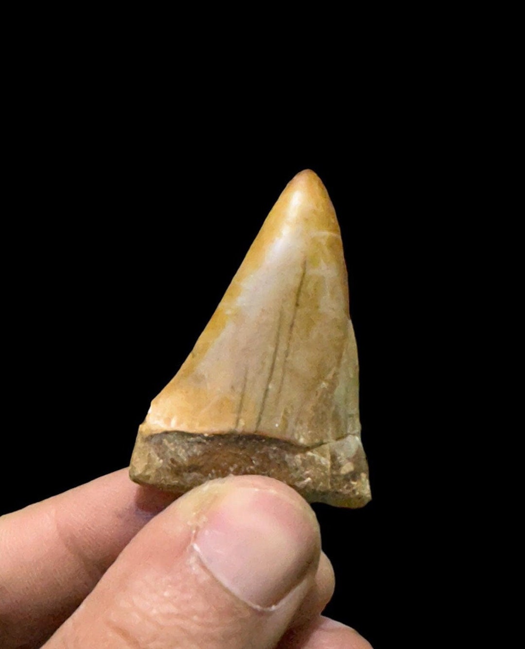 Great and Rare Moroccan Hastalis Tooth: Exquisite Fossil From Dakhla ...