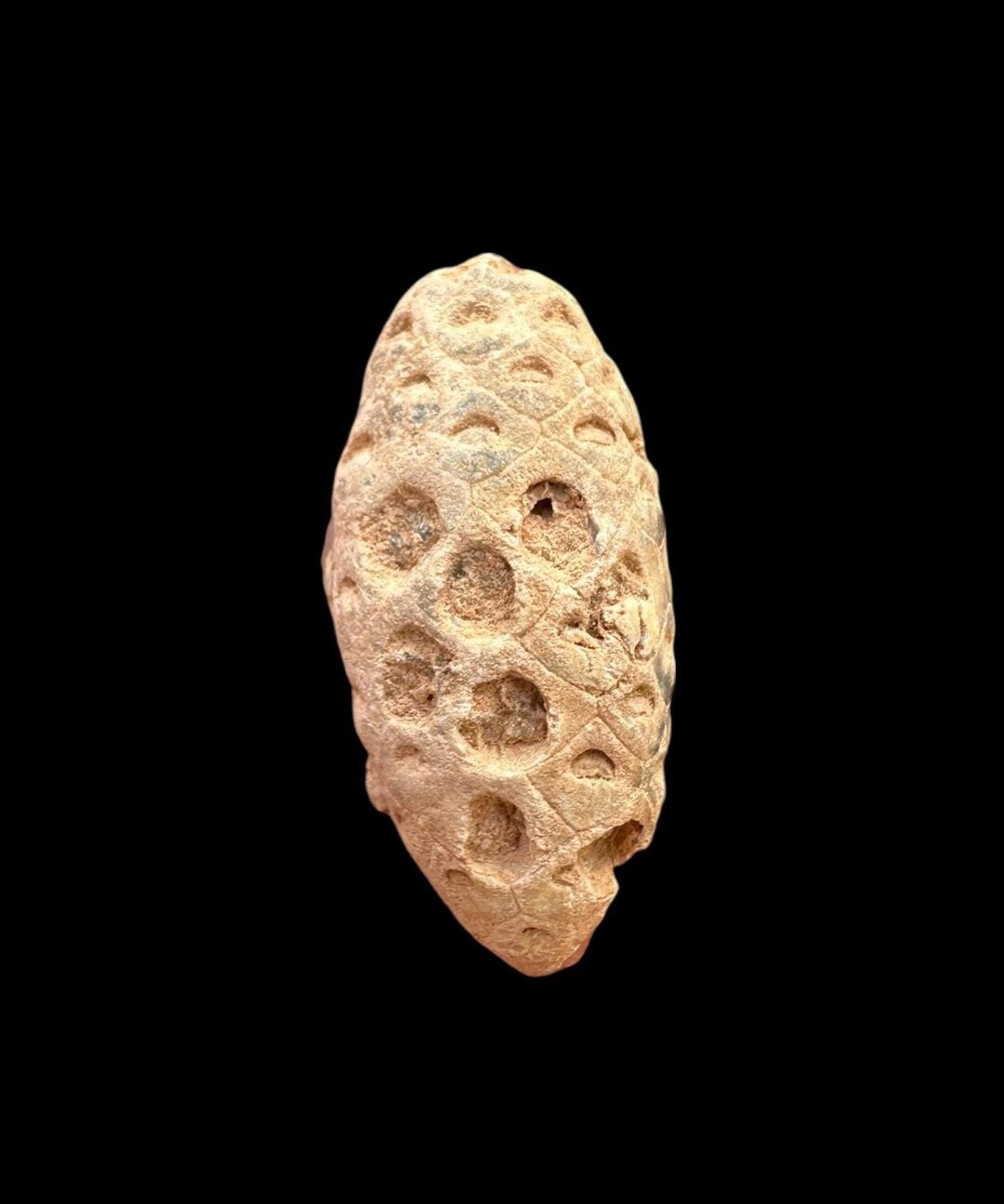 Beautiful Moroccan Pine Cone Fossil: Unique Natural Treasure From the ...