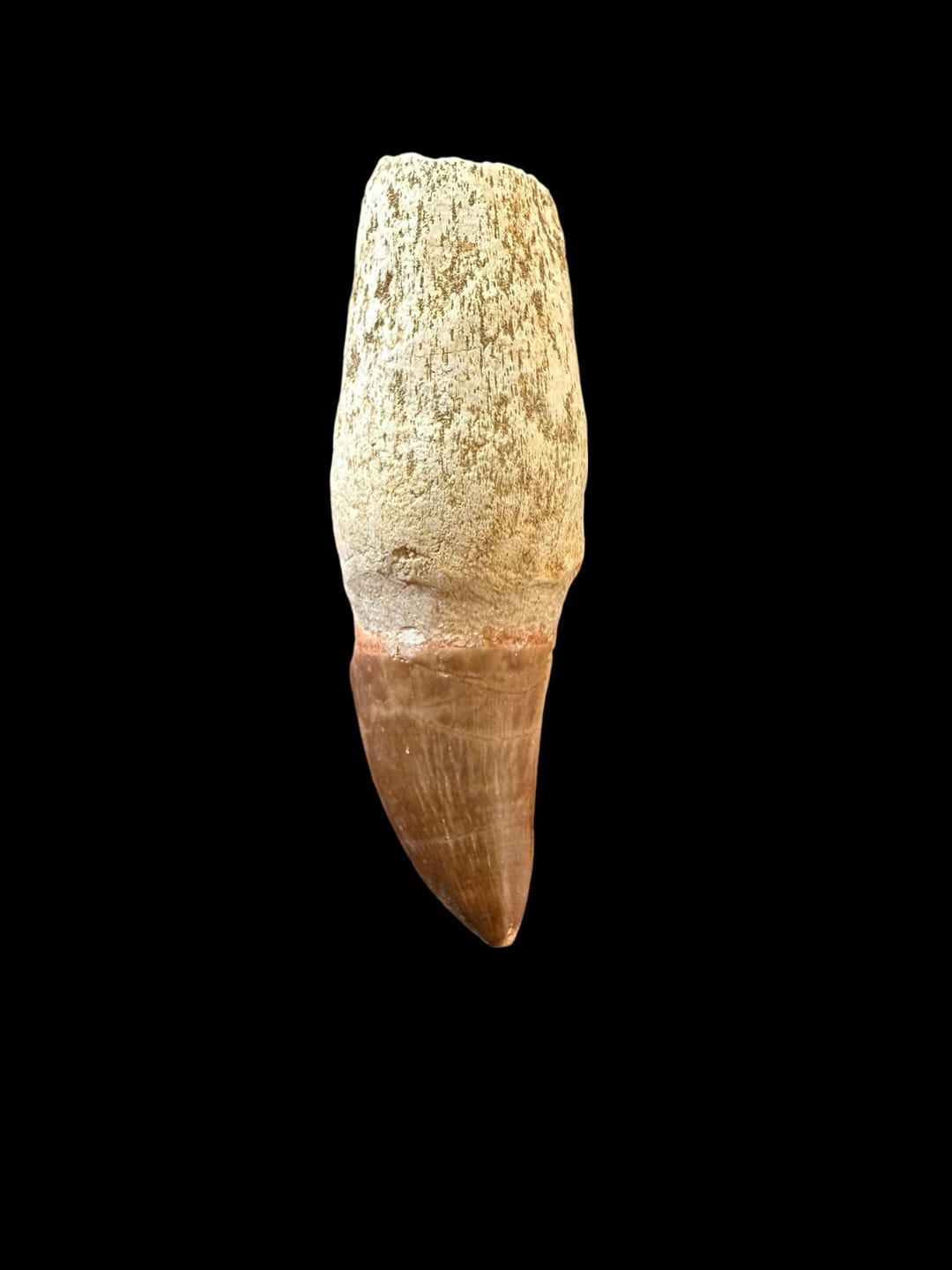 Great Mosasaurus Tooth in Its Root From Morocco, Fossilized Dino ...