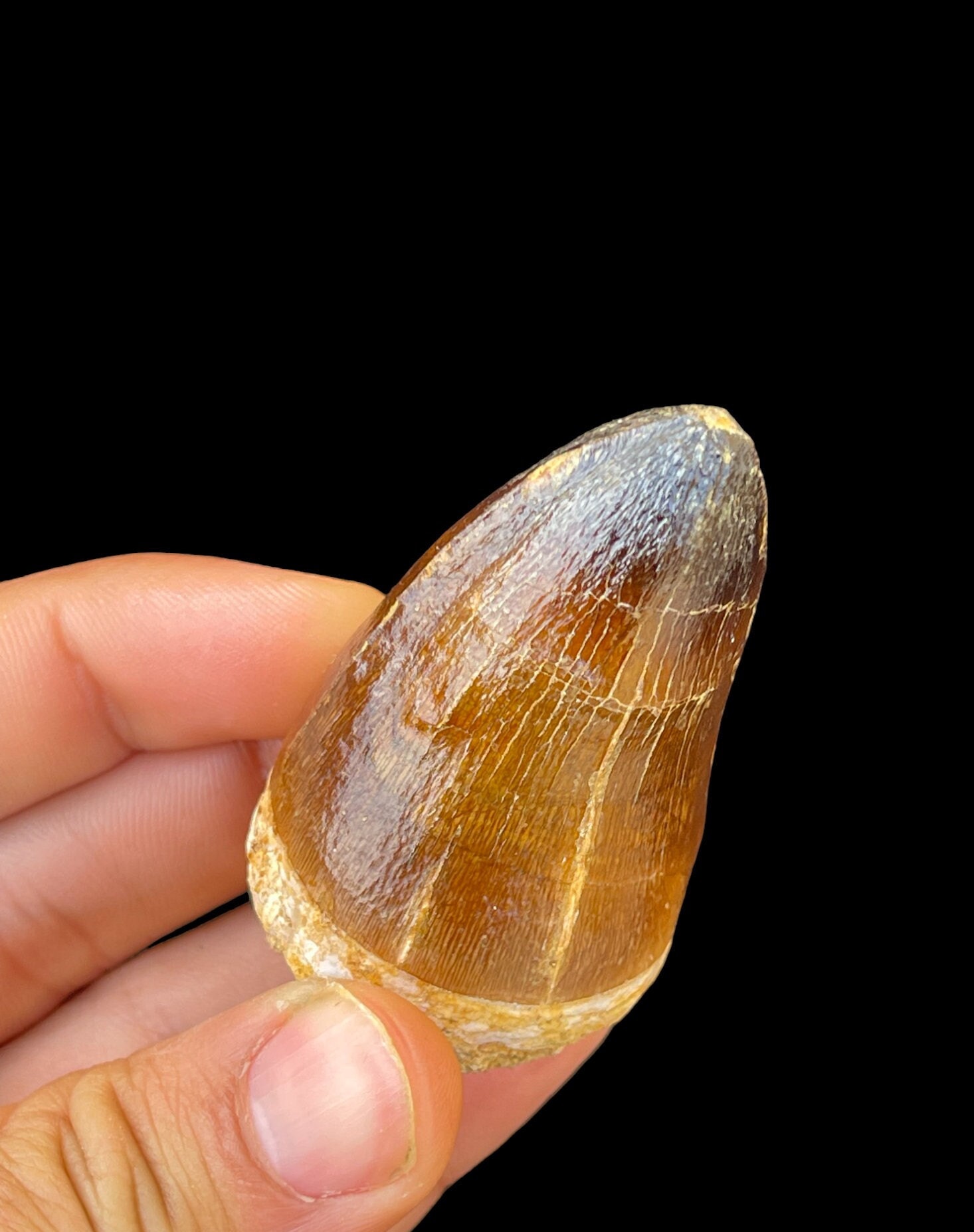 A Huge Prognathodon Curry Mosasaurus Tooth in Its Root From - Etsy