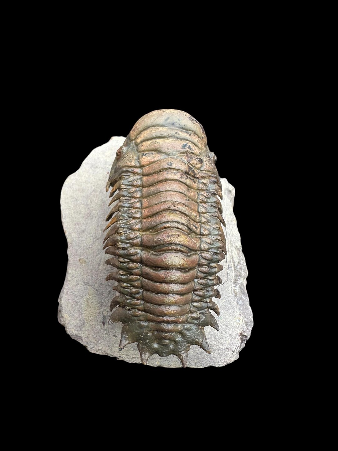 Fabulous Genuine Flying Trilobite Fossil From Morocco: A Piece of ...