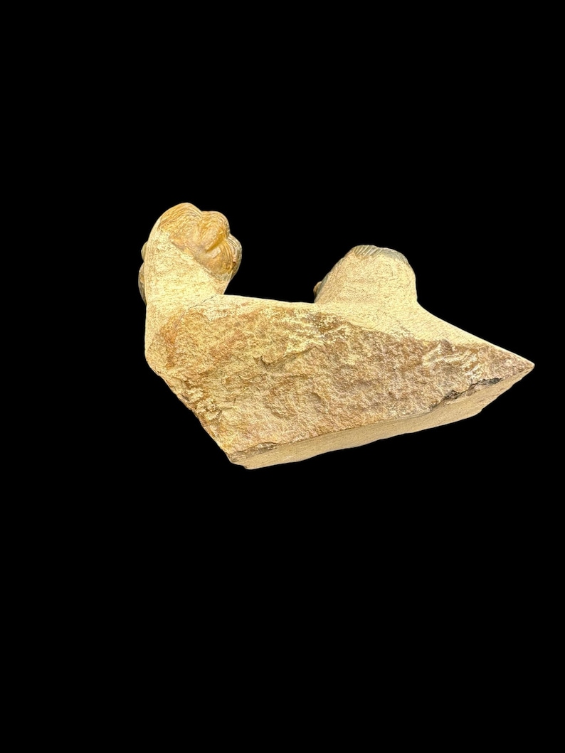 Rare Associated Phacops Trilobite Fossil in Matrix – Authentic Devonian ...