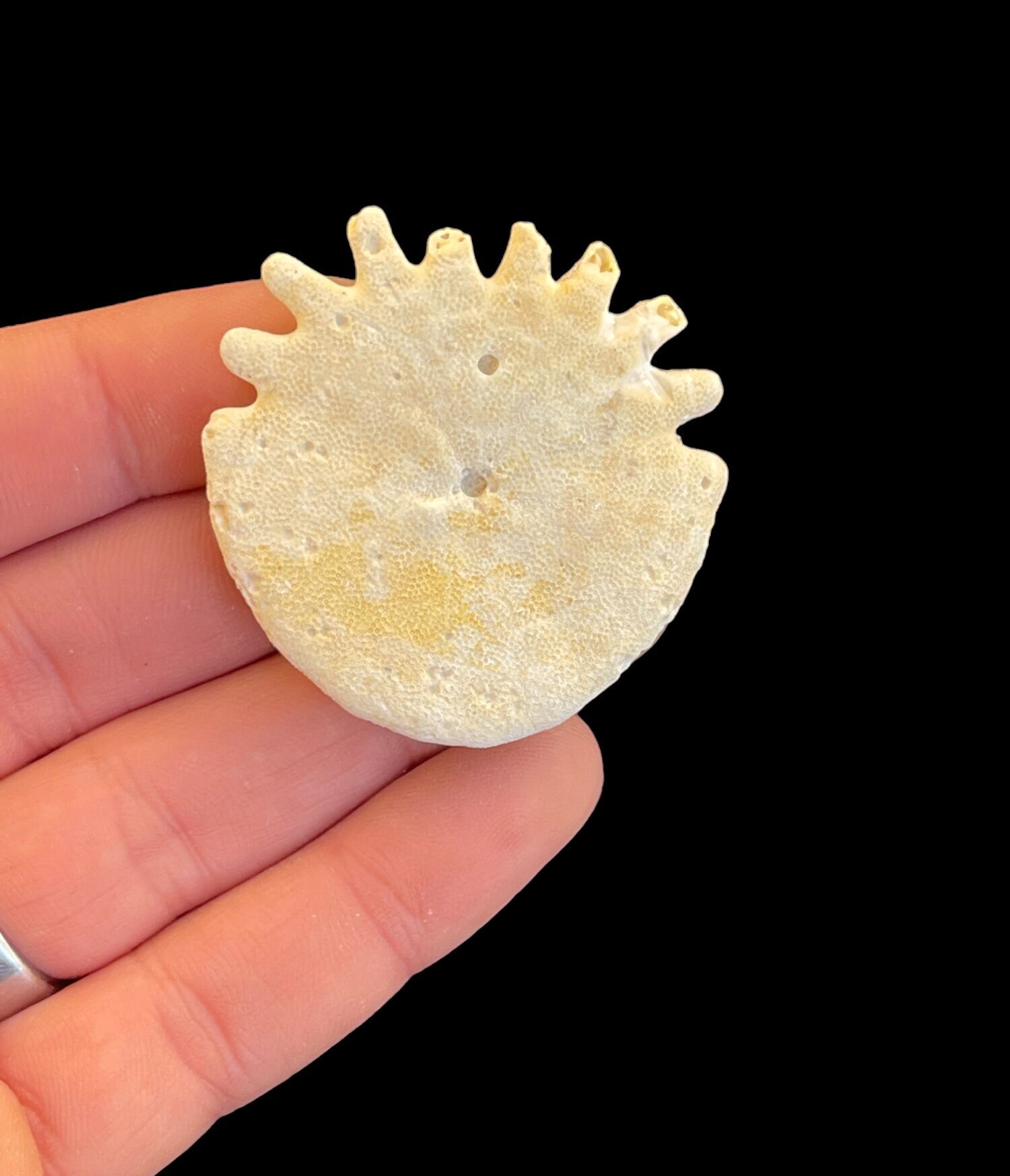 Extra Rare Ancient Oceanic Beauty With a Rare Heliophora Sea Urchin ...