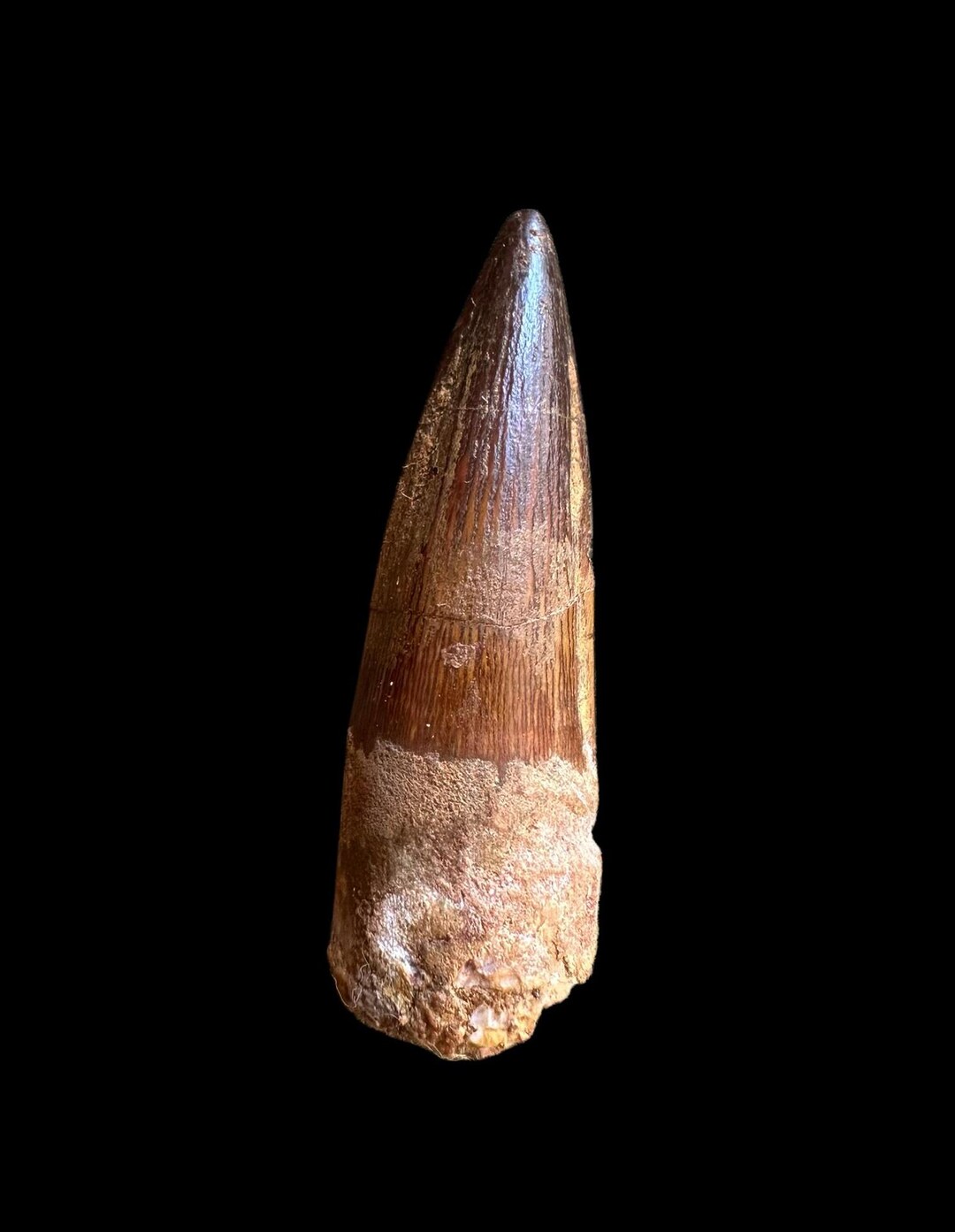 Great Spinosaurus Tooth Fossil – Moroccan Prehistoric Relic – Rare ...