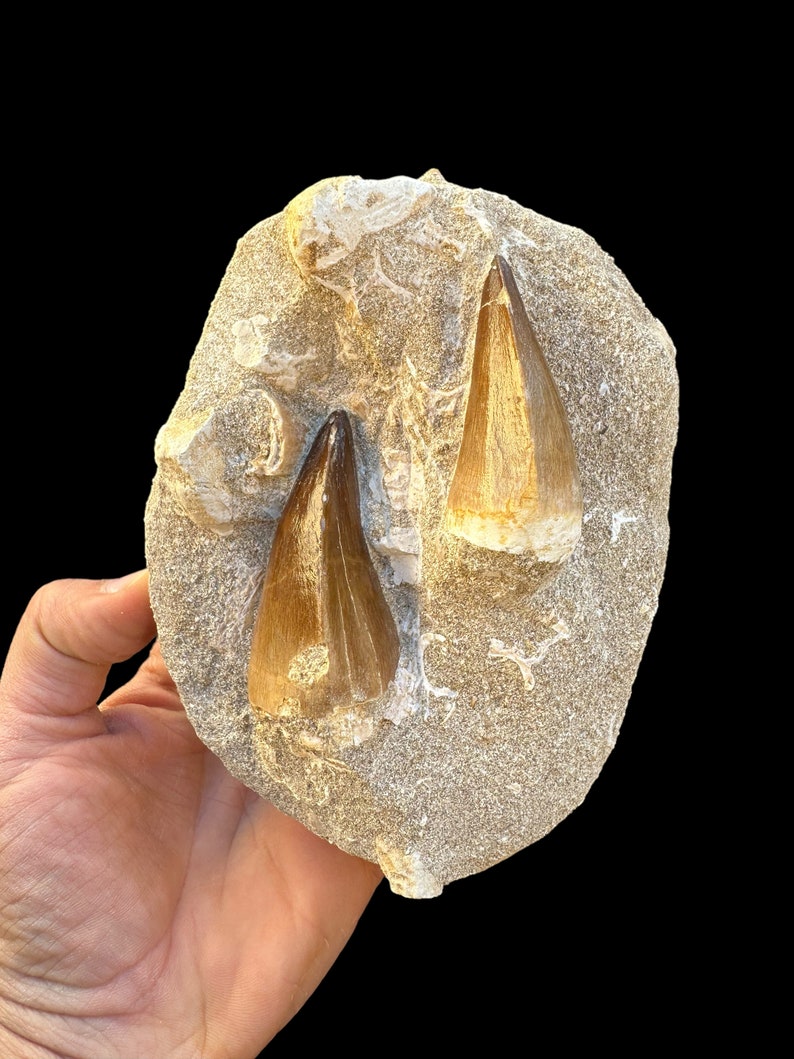 Two Associated Mosasaurus Teeth in Matrix Associated Teeth of - Etsy