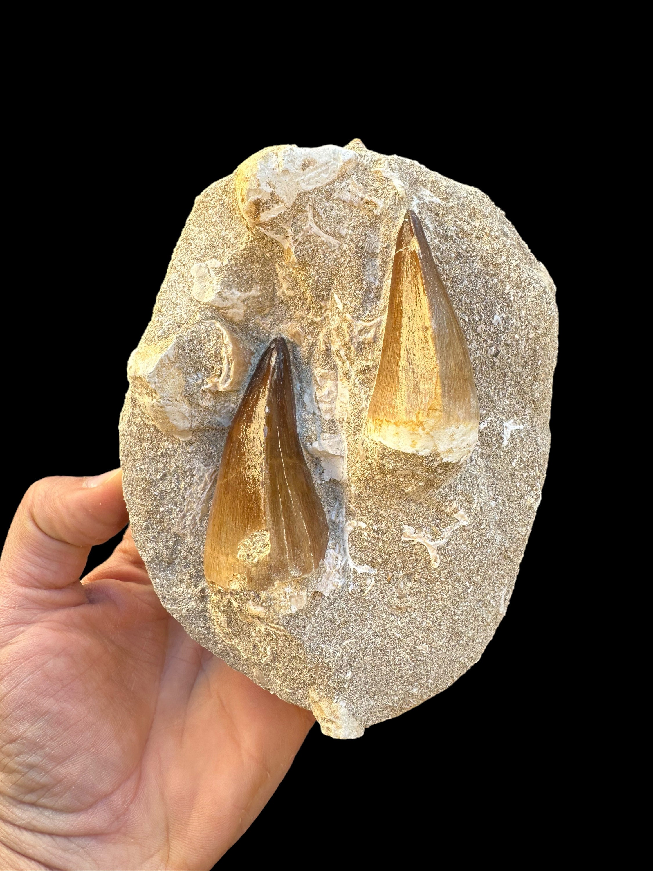 Two Associated Mosasaurus Teeth in Matrix Associated Teeth of - Etsy