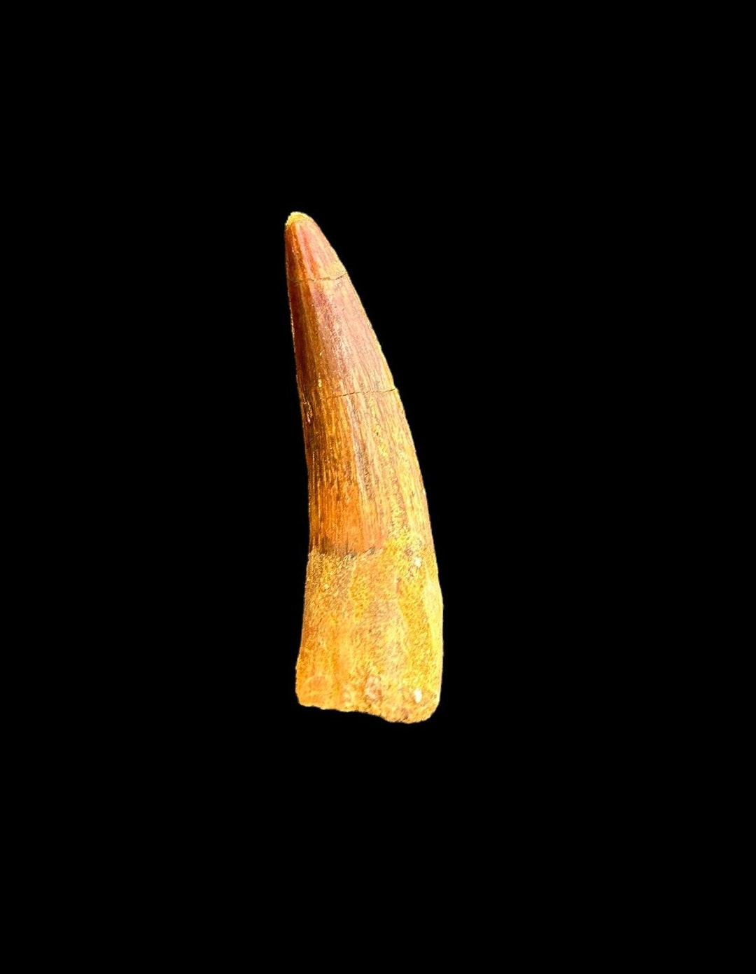 Beautiful 3.14 Inches Spinosaurus Tooth, Cretaceous Dinosaur, 112 to 93 ...